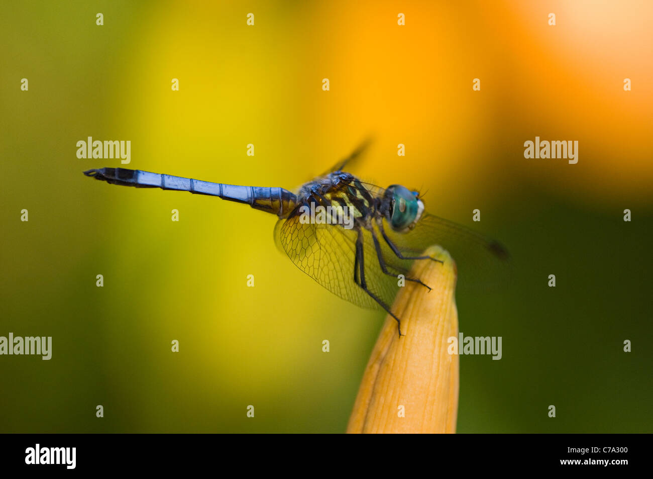 Blue Dasher Dragonfly Resting on Day Lilly near Pond in Floyd County ...