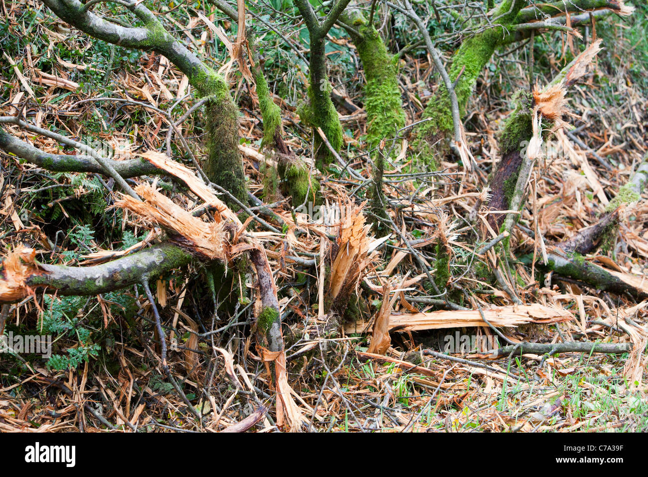 An ancient Beech hedgeline on Exmoor, Devon, that has been flailed to ...