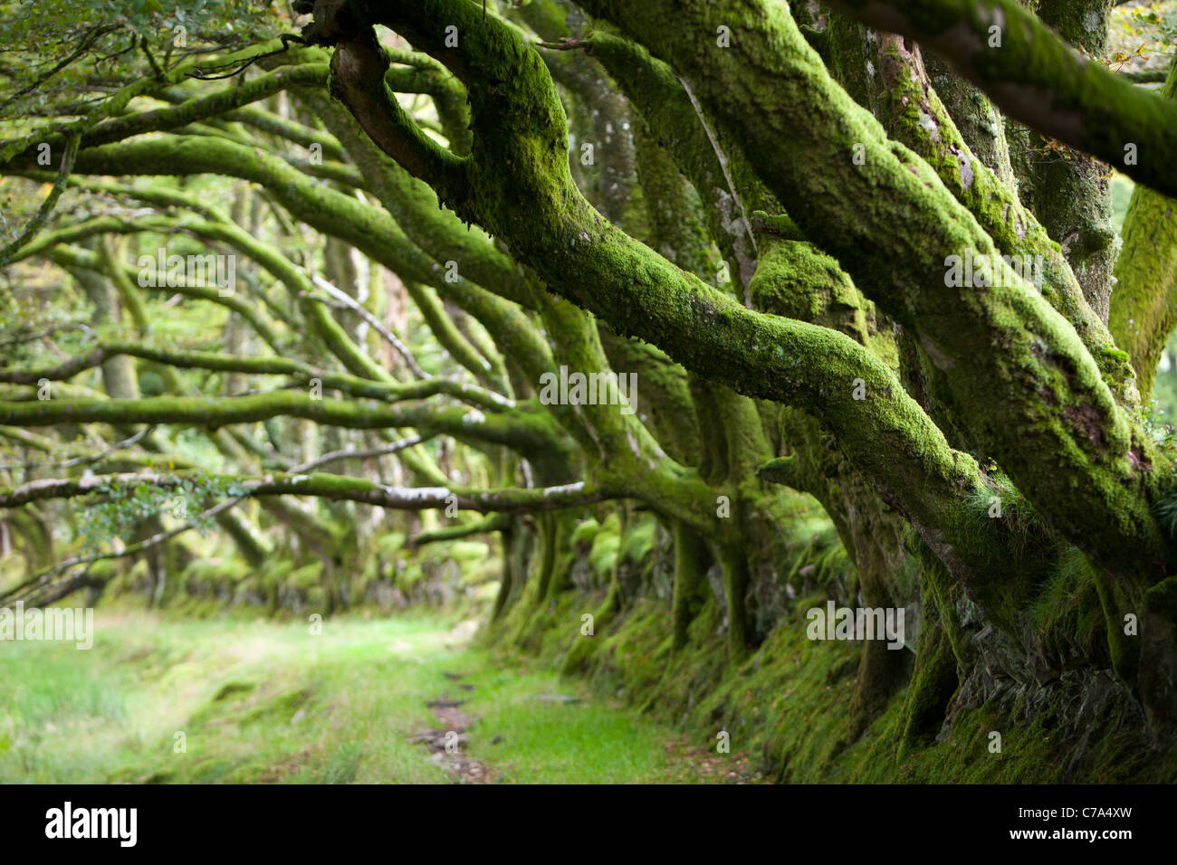An ancient Beech hedgeline on Exmoor, Devon on the River Barle near ...
