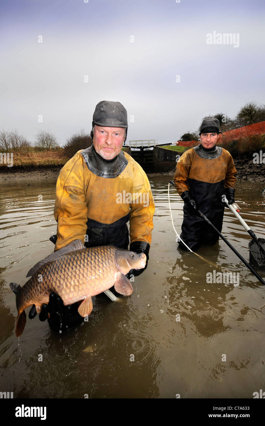 British Waterways ecologists drain the side ponds of Caen Hill Lock ...