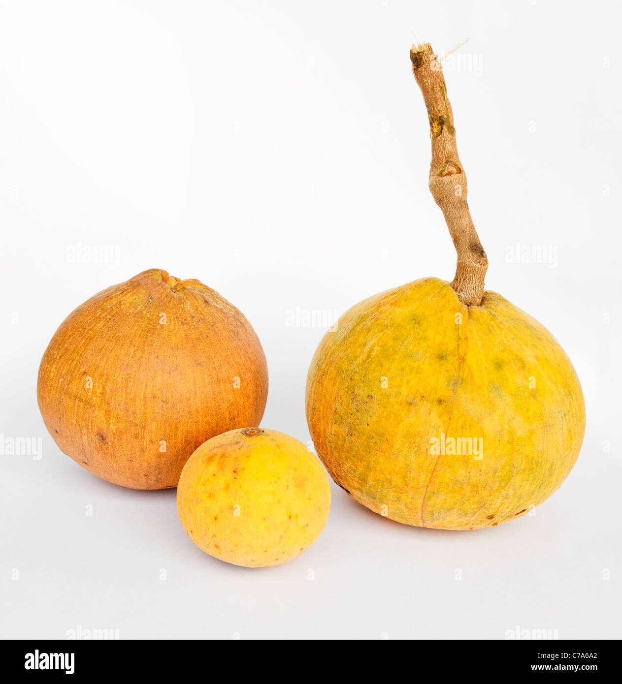 Santol fruit hi-res stock photography and images - Alamy