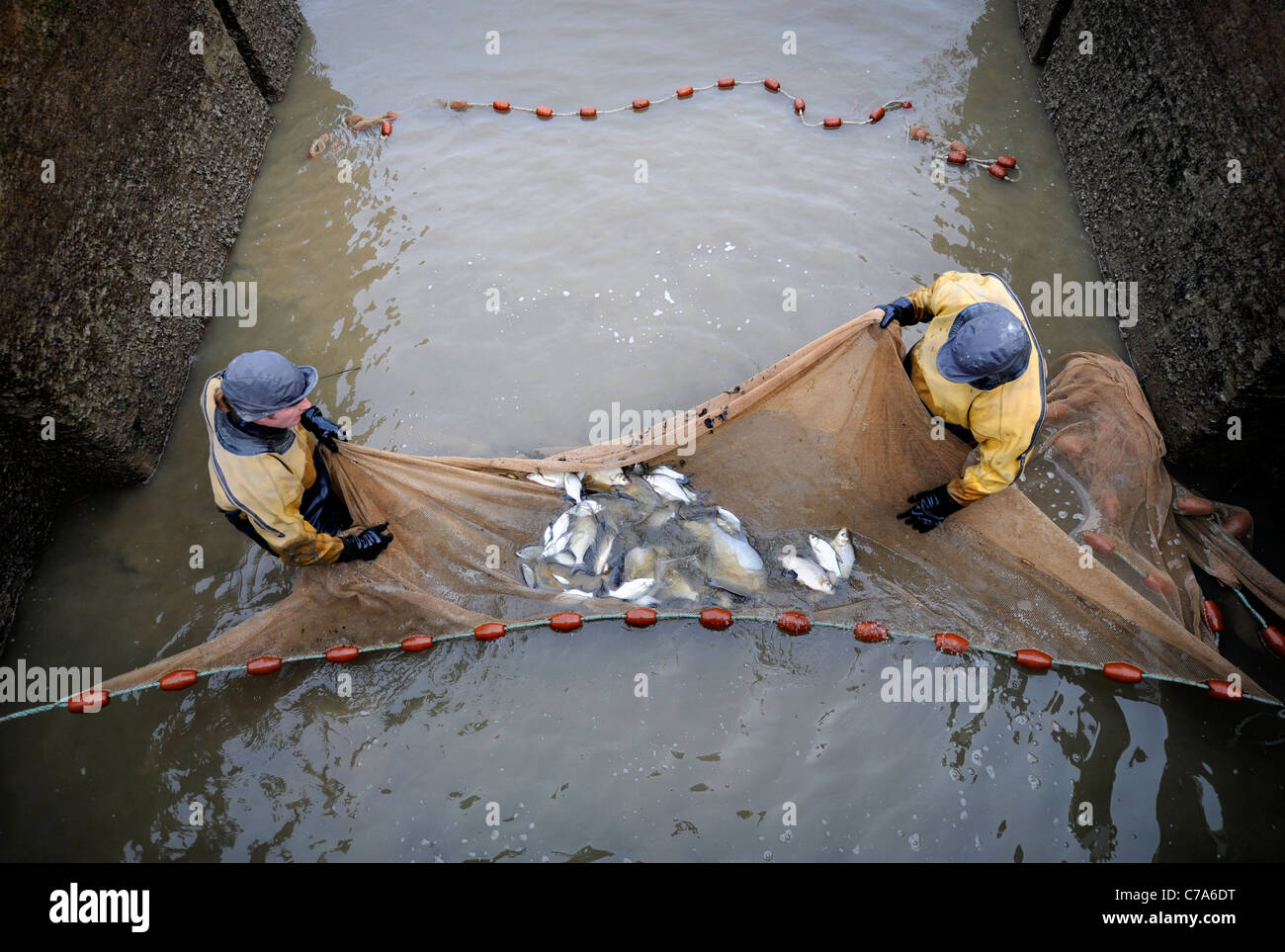 British Waterways ecologists drain the side ponds of Caen Hill Lock ...