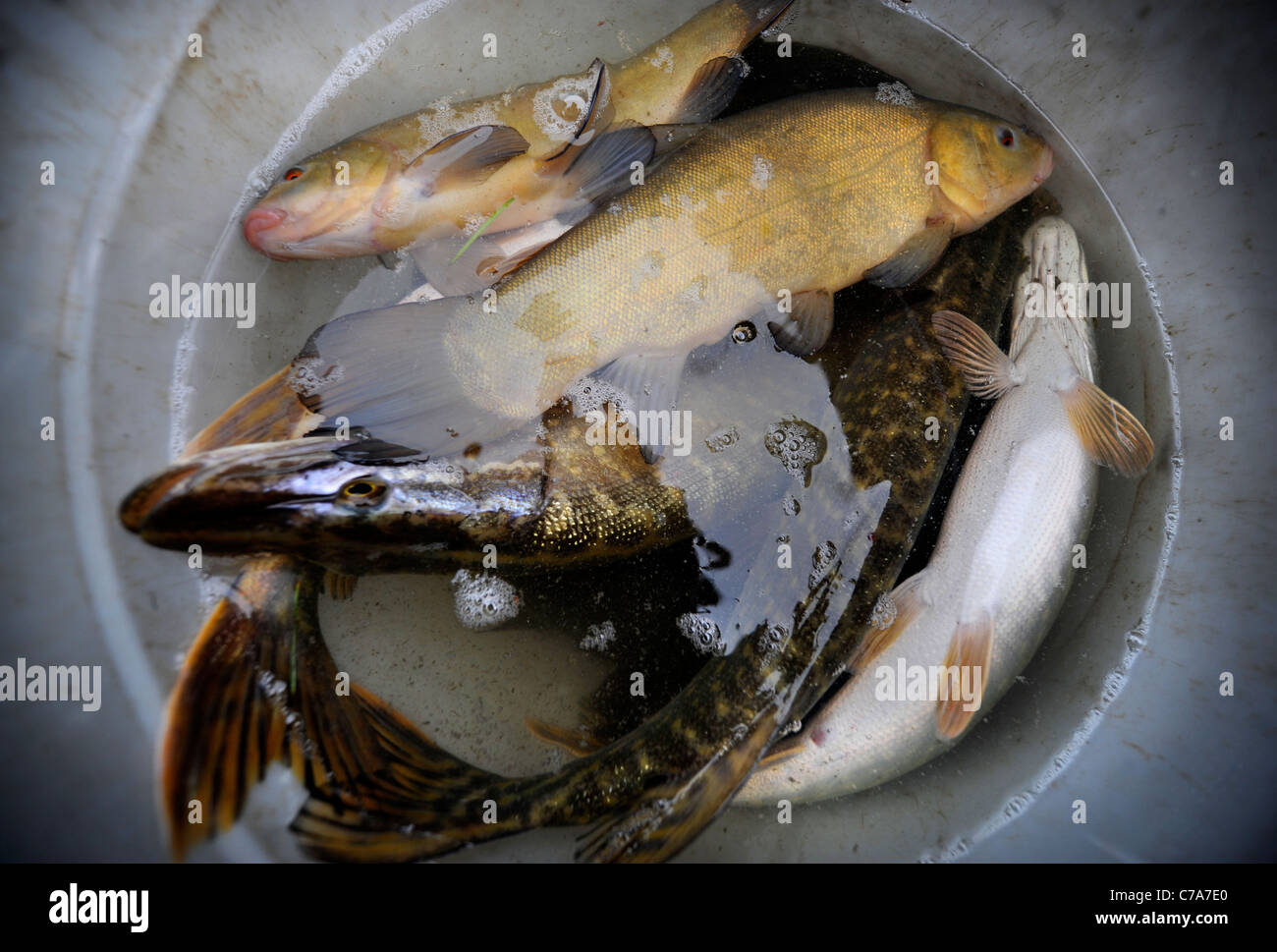 British Waterways ecologists drain the side ponds of Caen Hill Lock ...