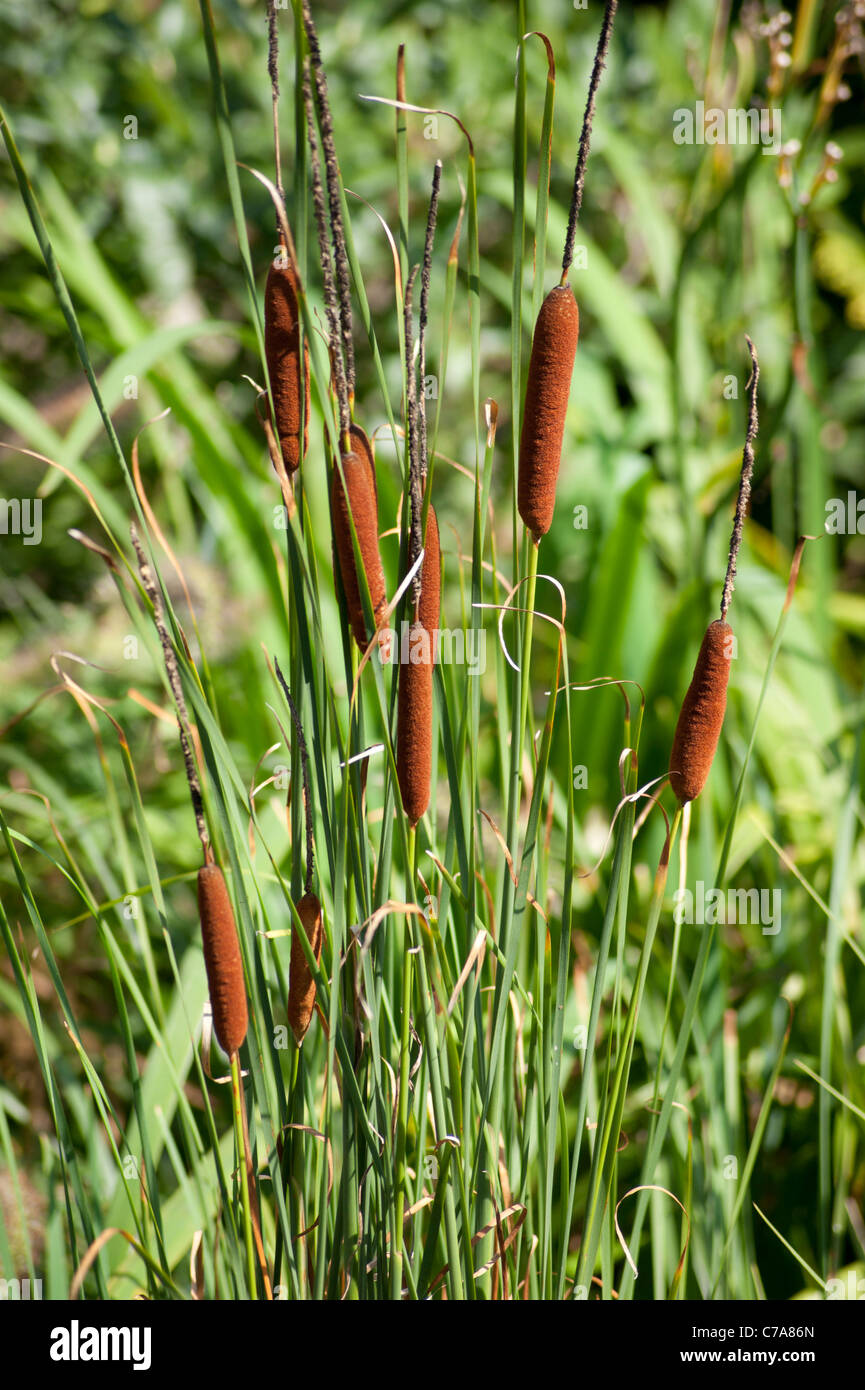Plant sweet flag hi-res stock photography and images - Alamy