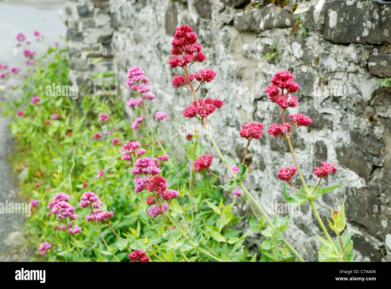 Centranthus rubra hi-res stock photography and images - Alamy