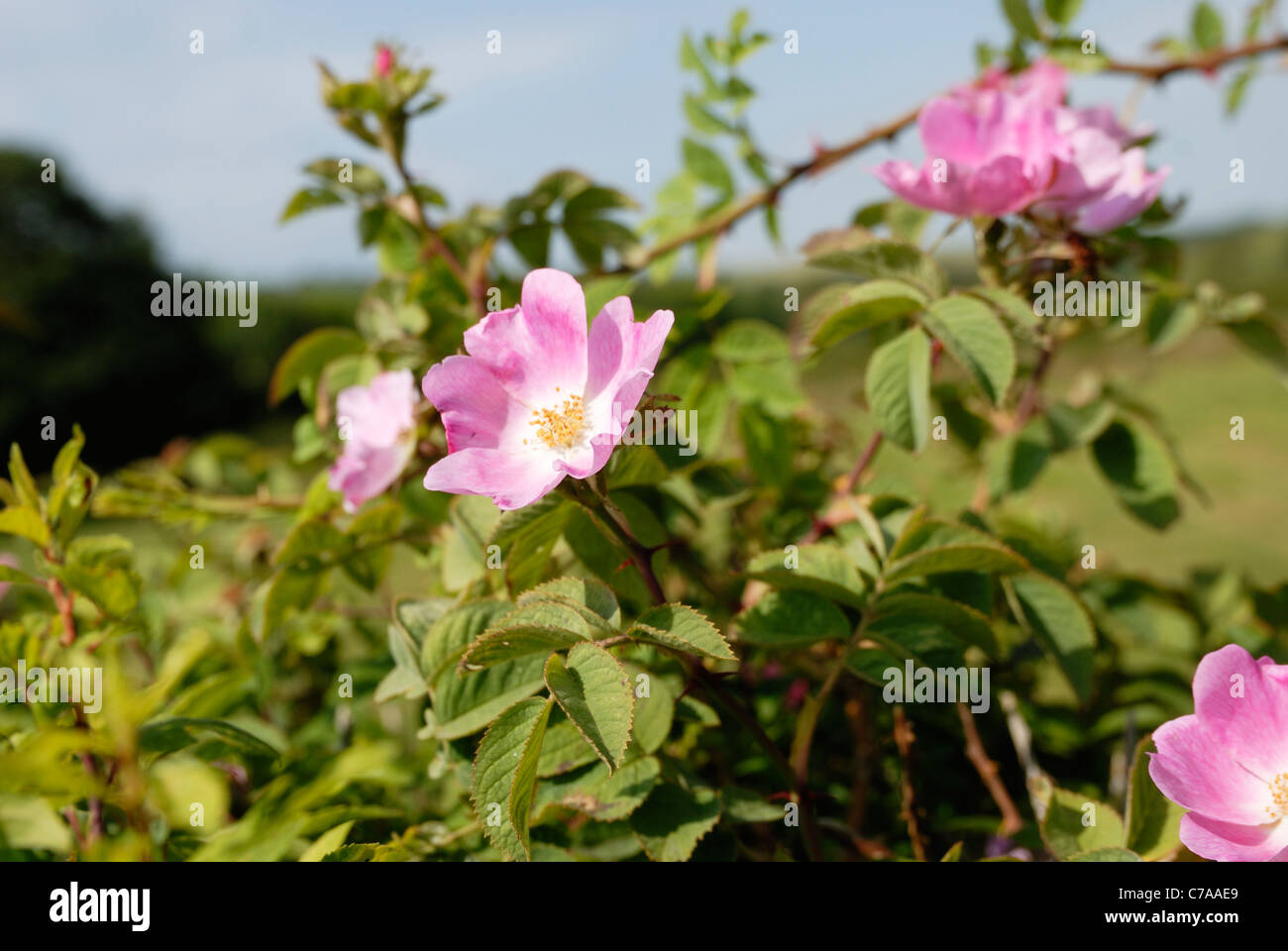 Rosa canina, Dog Rose in Welsh hedgerow, Wales, UK Stock Photo - Alamy