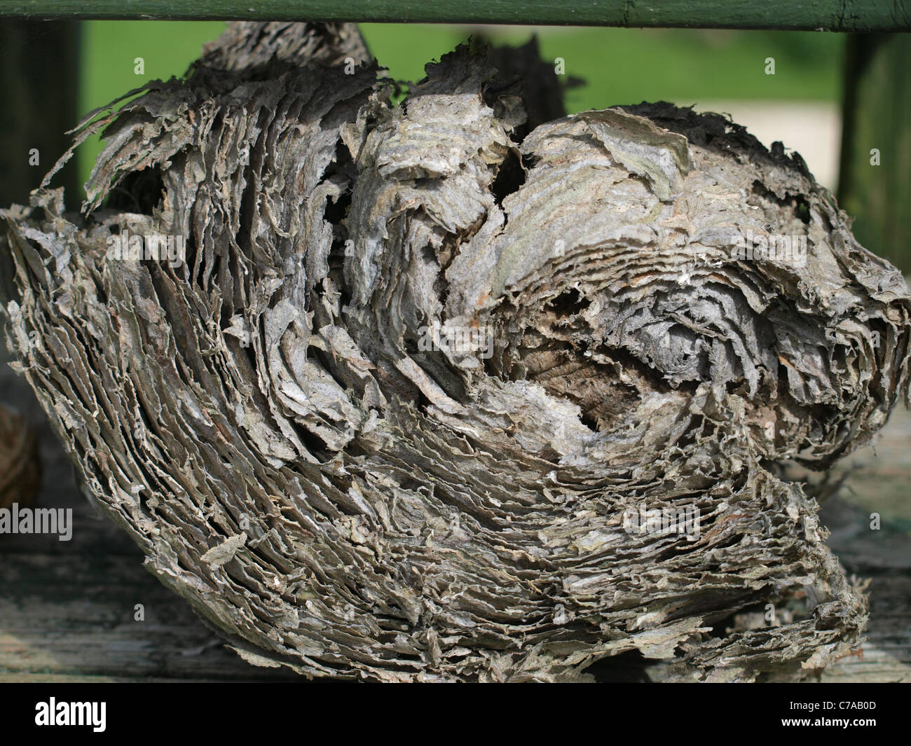 LAYERS UPON LAYERS (WASP NEST).this is a side profile of a VESPULA ...