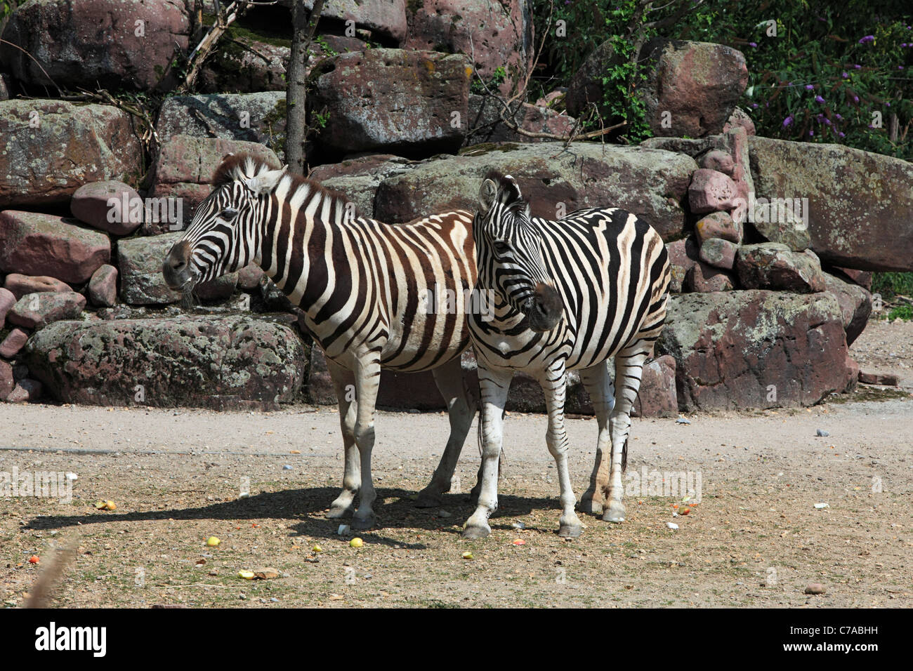 Heidelberger zoo hi-res stock photography and images - Alamy