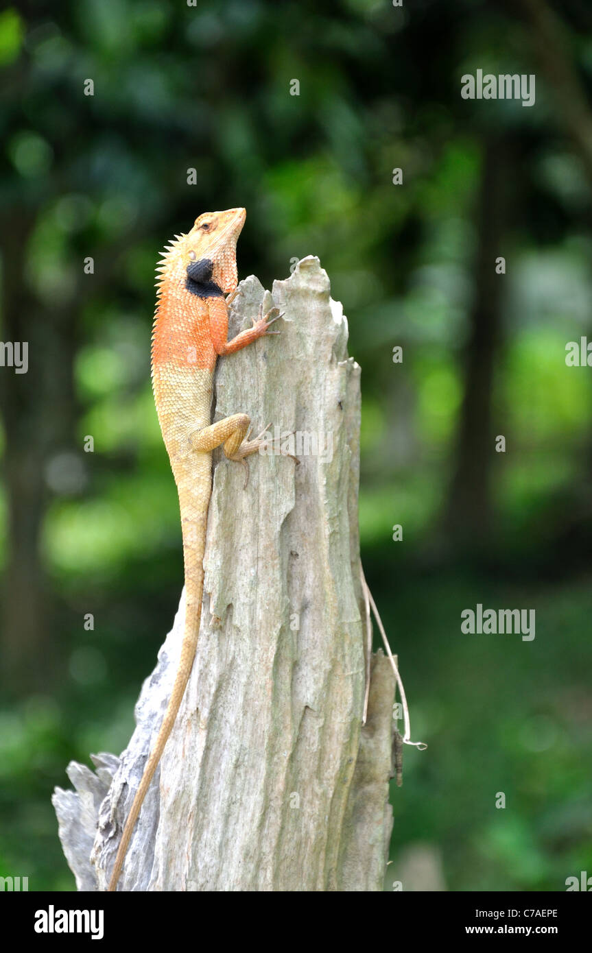 Lizard crawling on a branch hi-res stock photography and images - Alamy