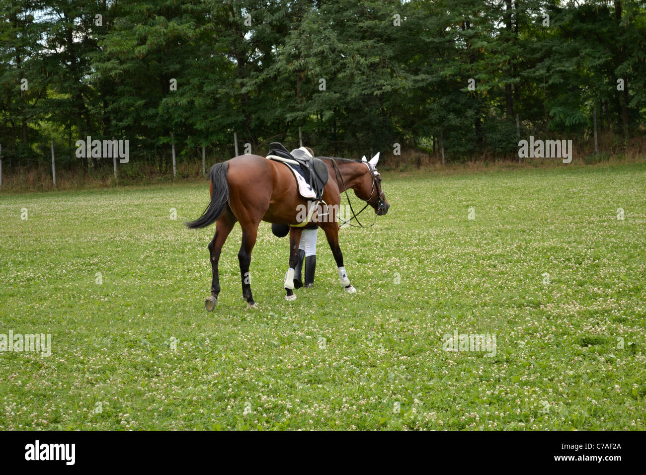 White horse leaping hi-res stock photography and images - Alamy