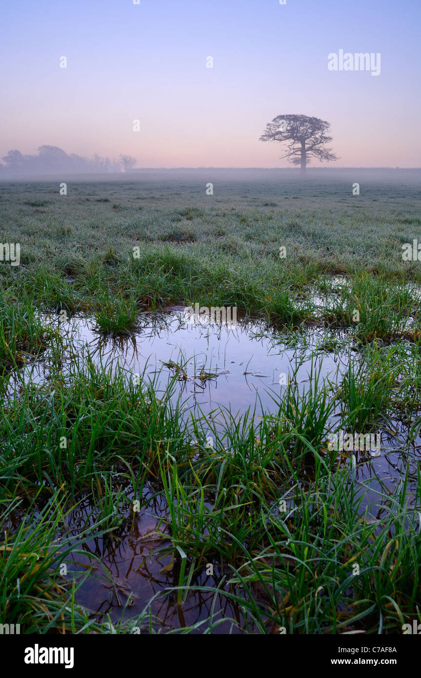 Waterlogged grass hi-res stock photography and images - Alamy