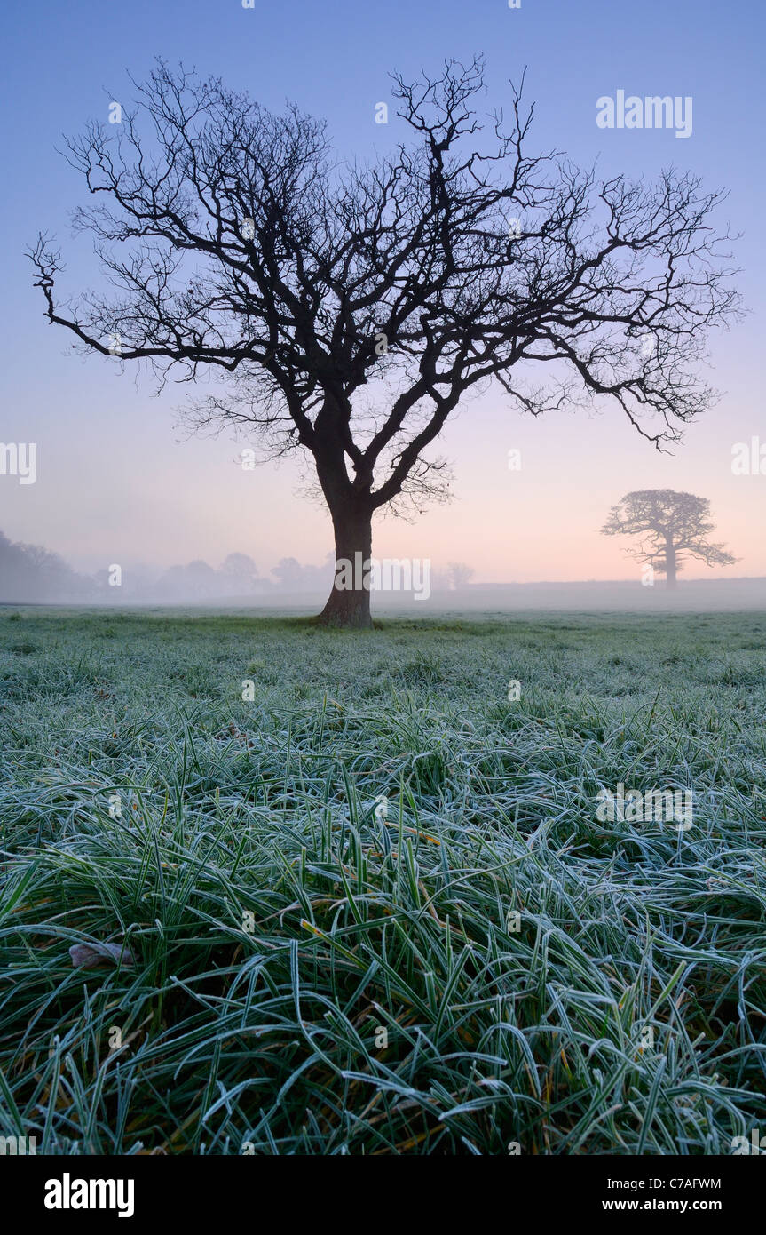 Trees at dawn on a frosty winter's morning. Wrington, North Somerset ...