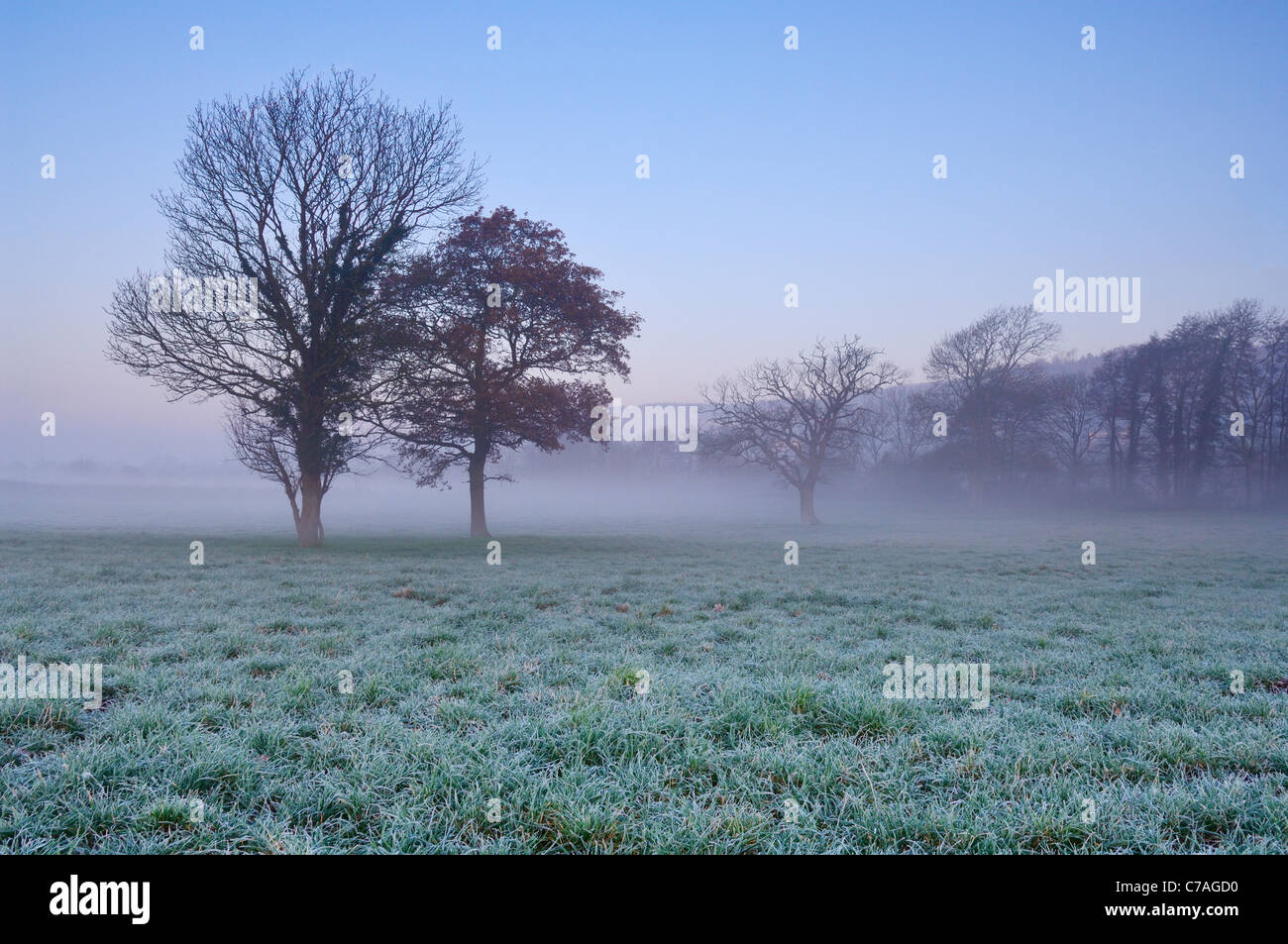 Trees at dawn on a frosty winter's morning. Wrington, North Somerset ...