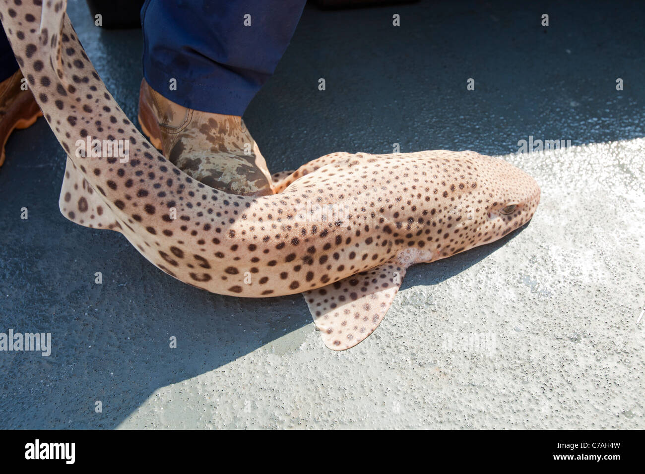A dog fish caught in a lobster pot in the Irish Sea Stock Photo - Alamy