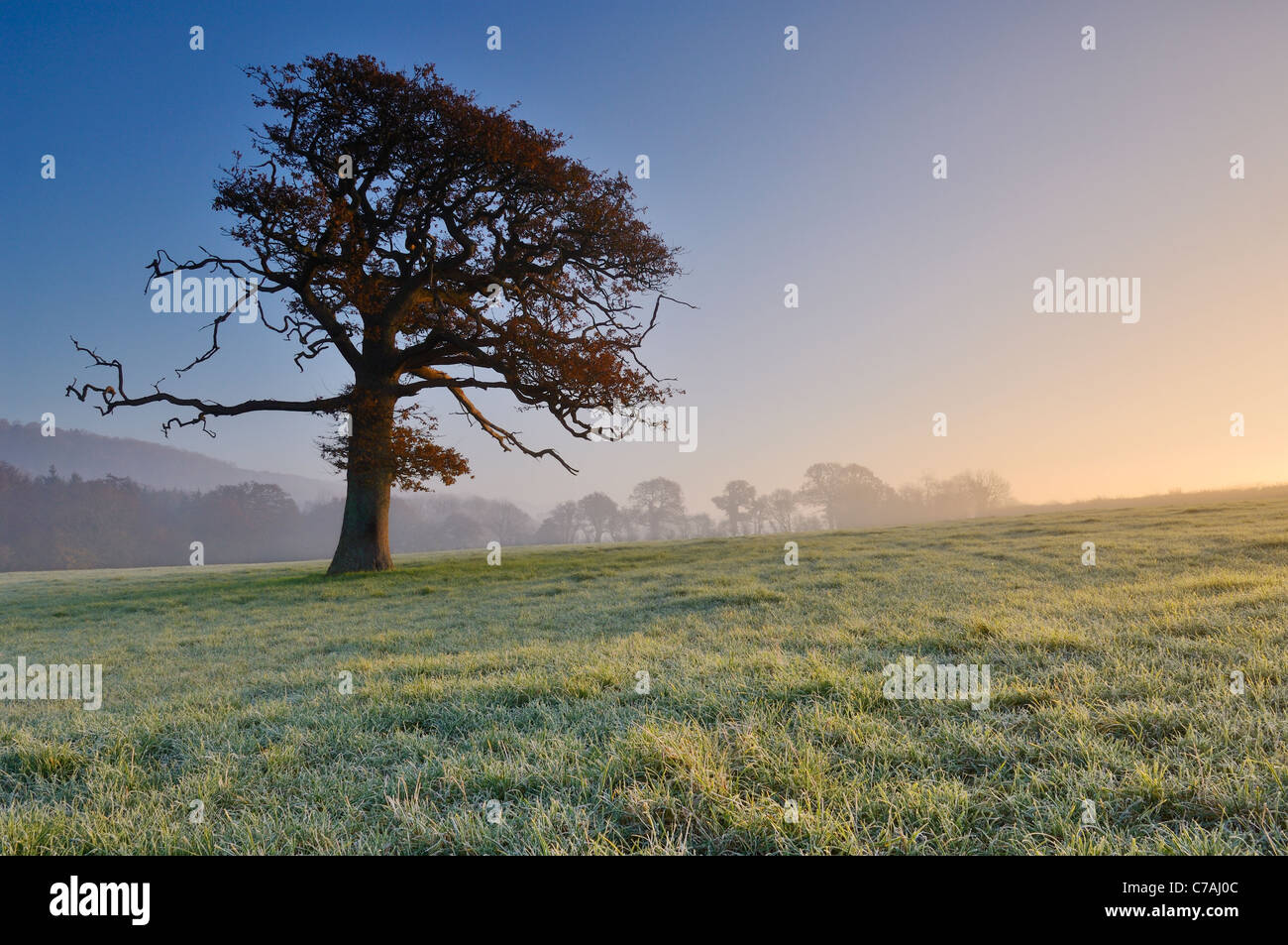 An oak tree stands in frosty farmland at dawn. Wrington, North Somerset ...