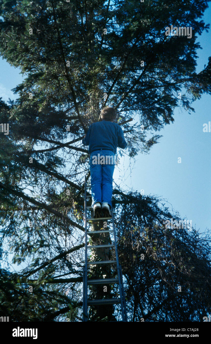 Rescuing a cat hi-res stock photography and images - Alamy