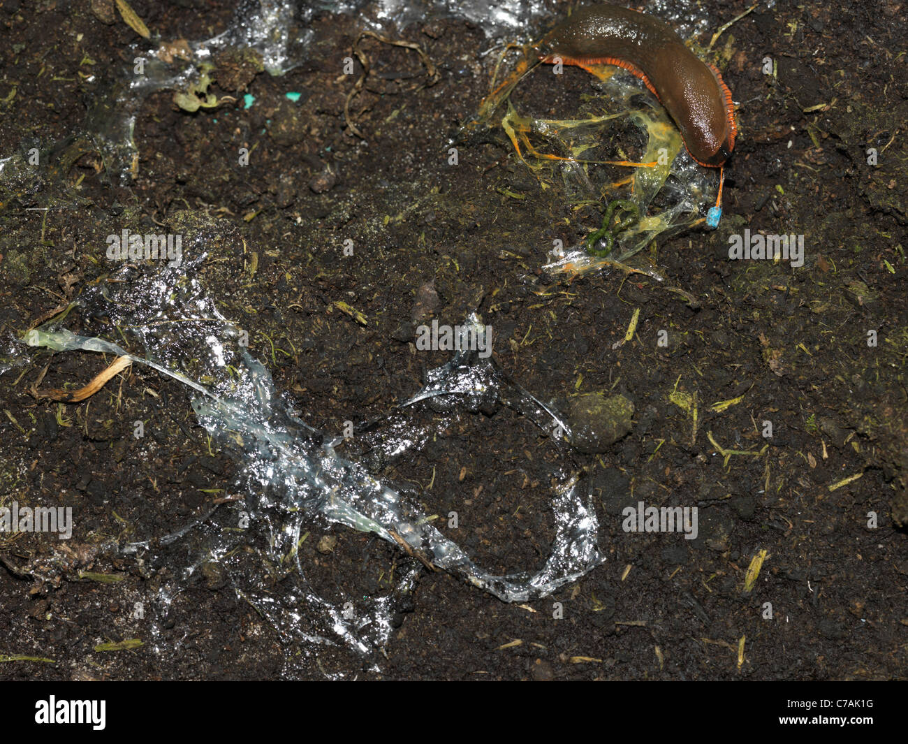 Black Slug Dying After Eating Waterproof Slug Pellet In The Garden ...