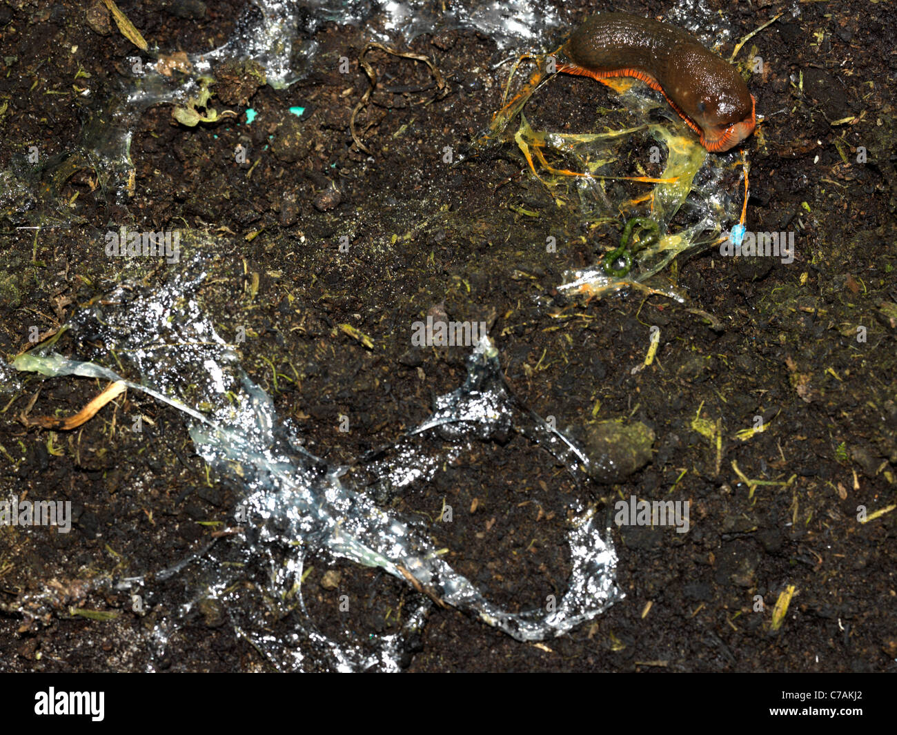 Black Slug Dying After Eating Waterproof Slug Pellet In The Garden ...