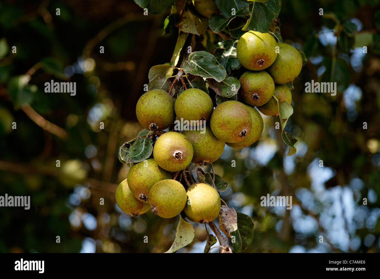 Pear tree pyrus sp hi-res stock photography and images - Alamy