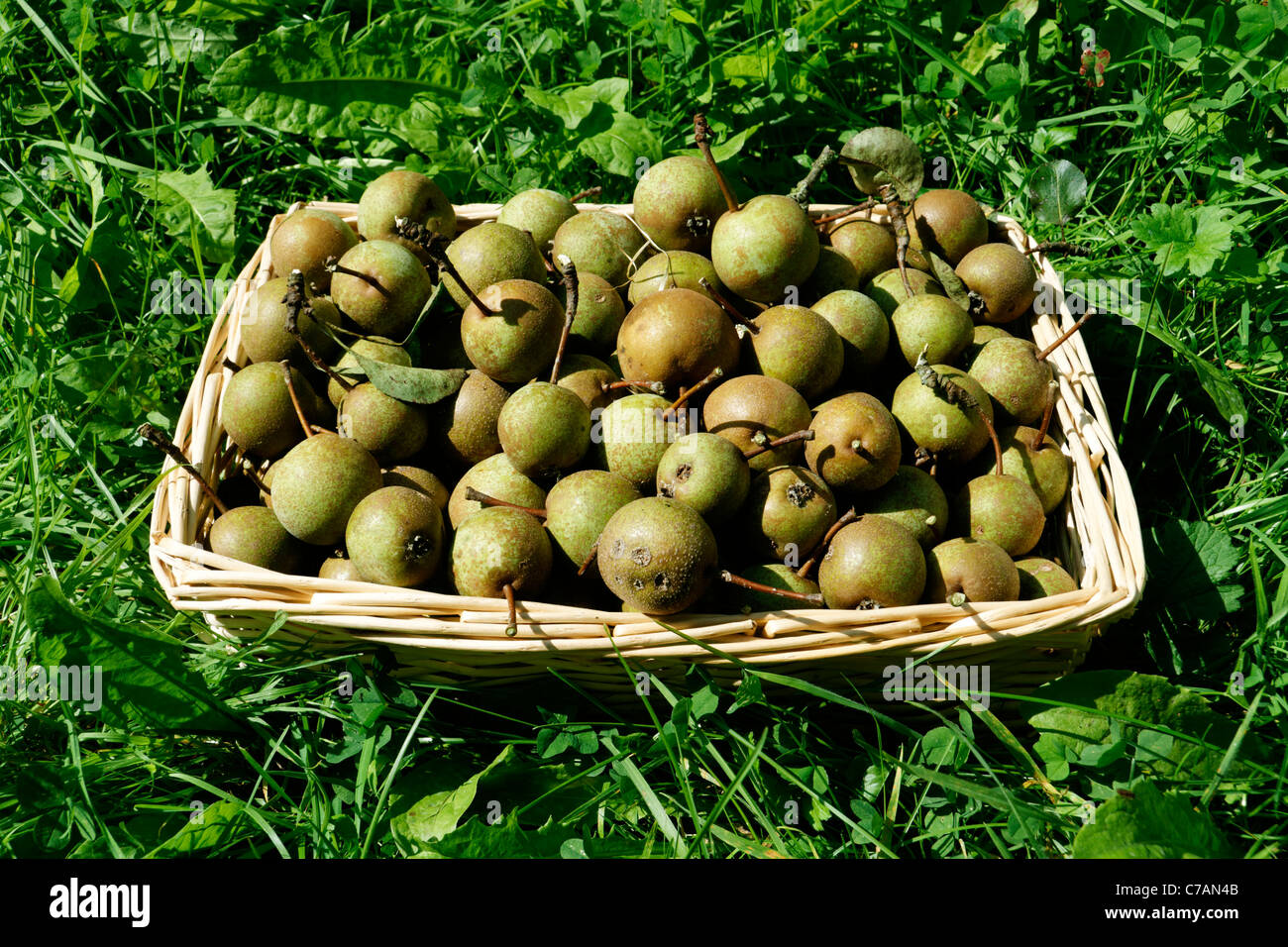 Perry pears hi-res stock photography and images - Alamy