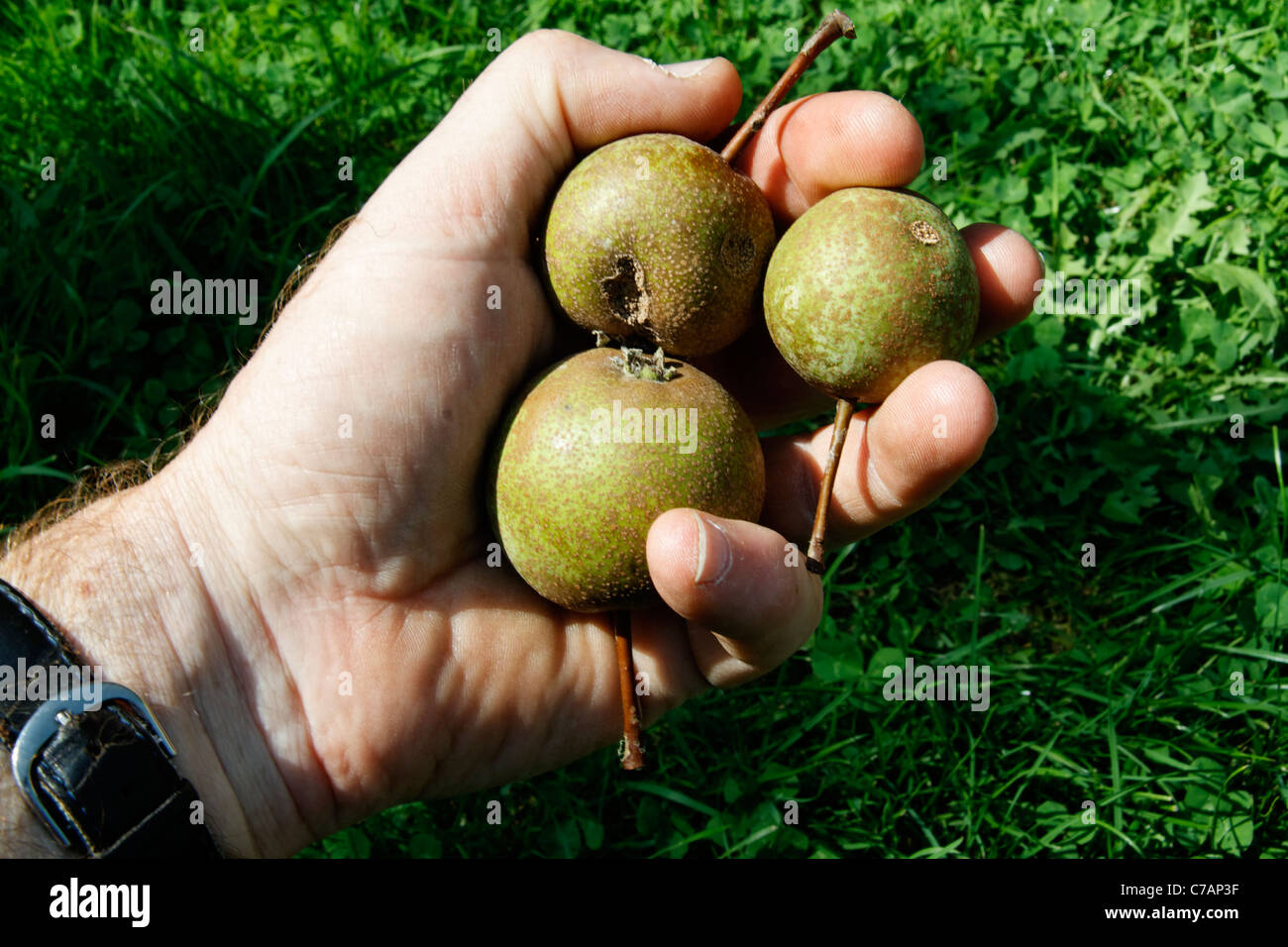 Perry pears in one hand, pears for the manufacture of beverages: perry ...