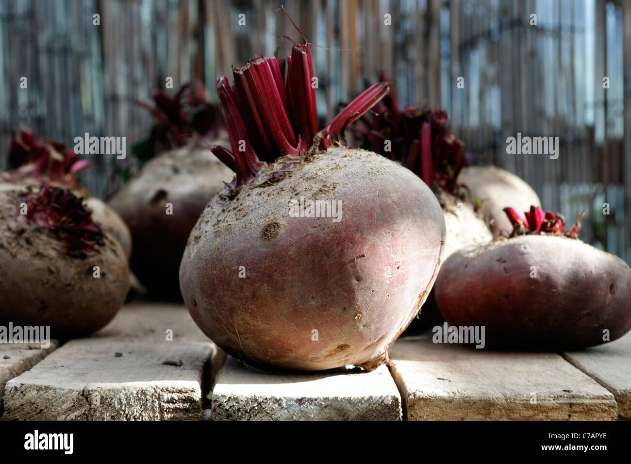 Red beet (Beta vulgaris var. rubra), shelter of the garden Stock Photo ...