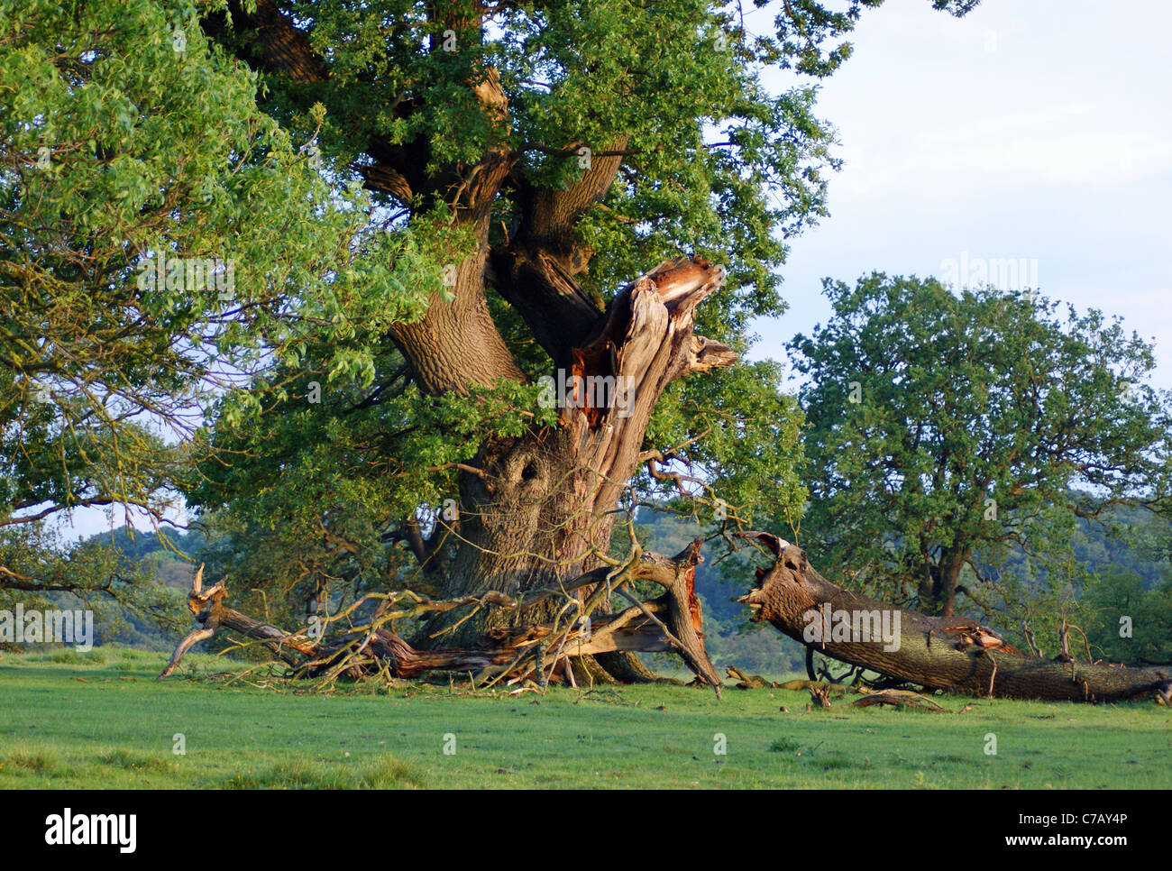 Fallen autumn tree Stock Photo - Alamy