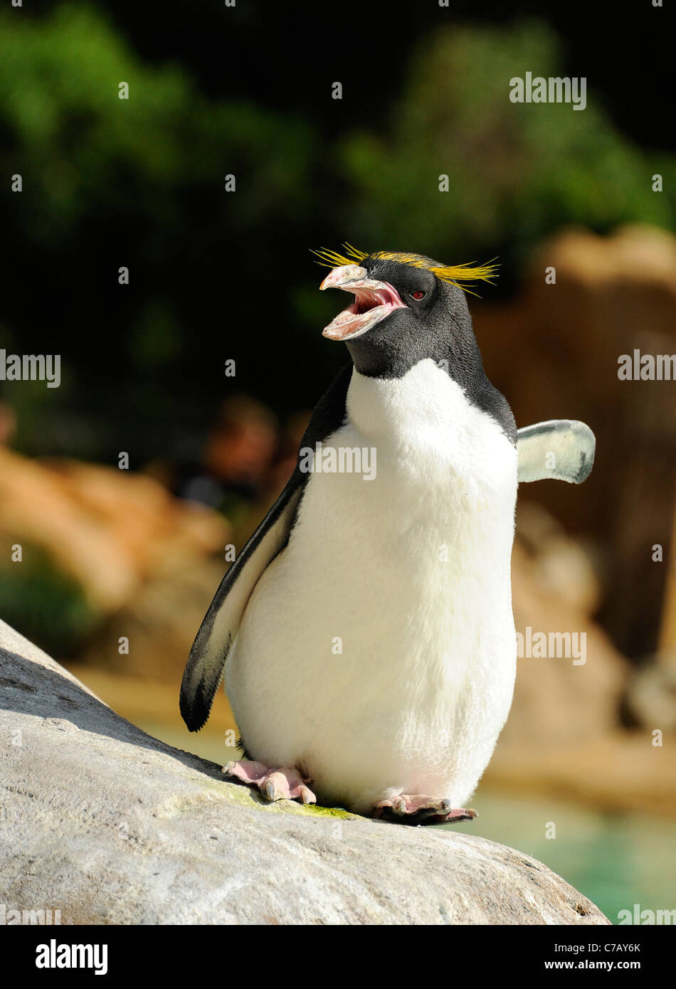 Penguin at home in Penguin Beach, London Zoo Stock Photo - Alamy