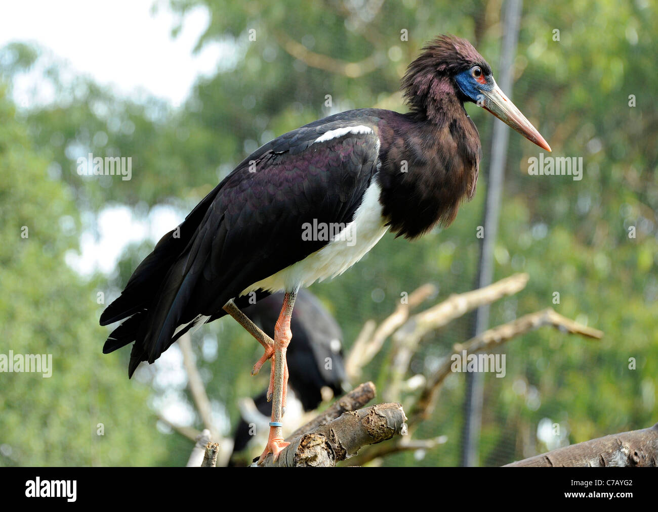 Abdim's white-bellied black stork in the African Bird Safari in London ...