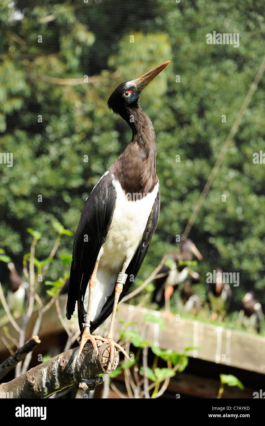Abdim's white-bellied black stork with grey legs in the African Bird ...