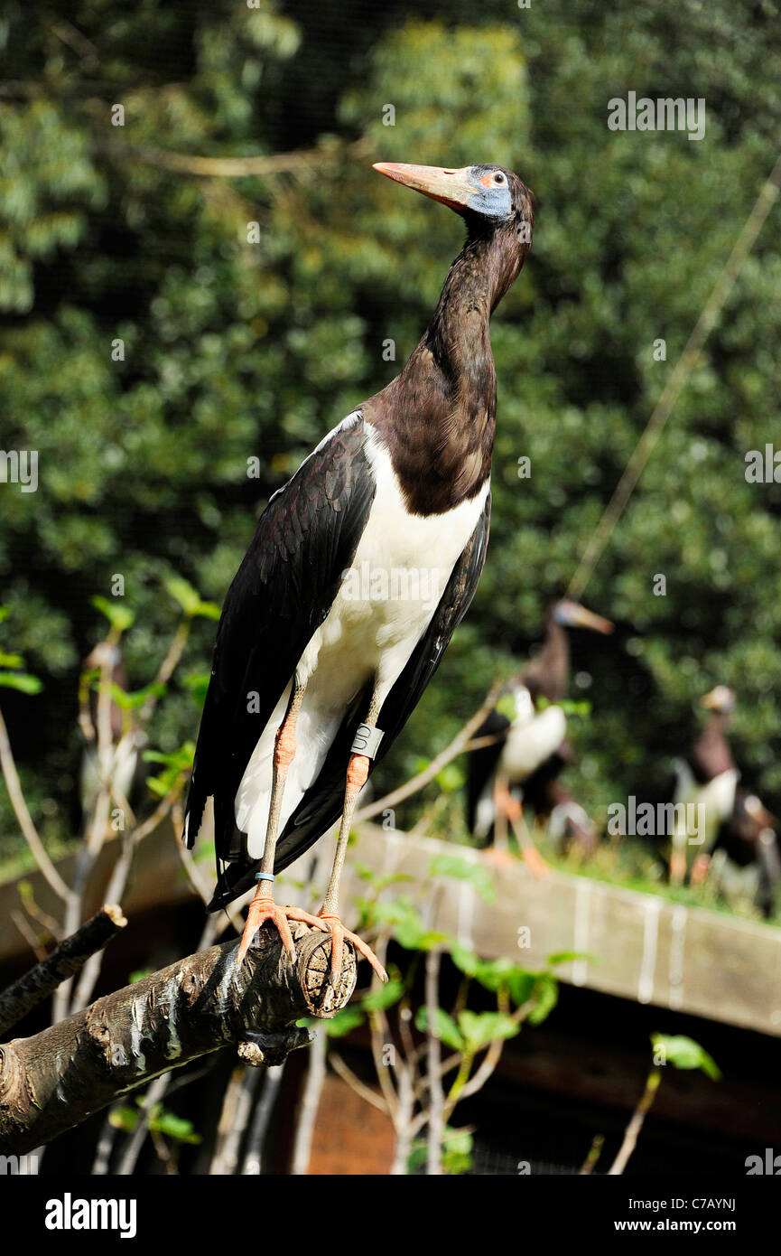 Abdim's white-bellied black stork with grey legs in the African Bird ...