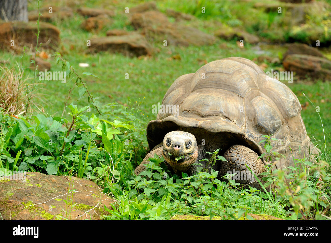 Giant tortoise eating plants hi-res stock photography and images - Alamy