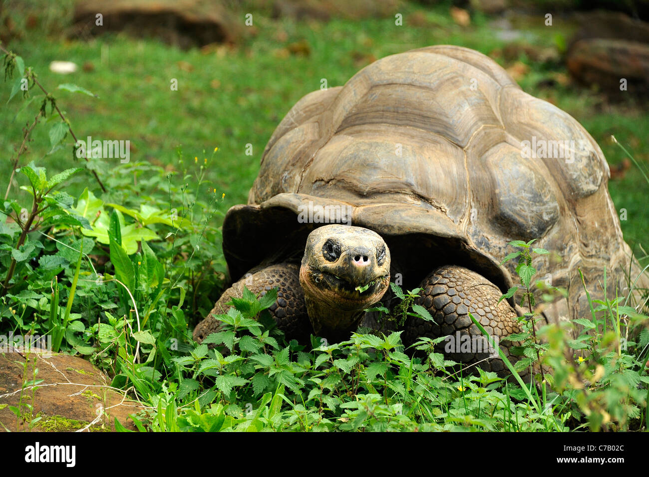 Giant tortoise of the Galapagos. London Zoo Stock Photo - Alamy