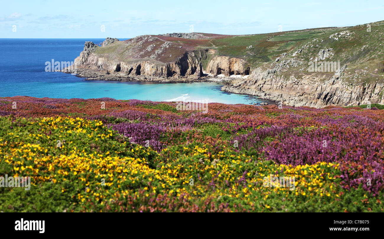 Cornwall coast gorse heather hi-res stock photography and images - Alamy