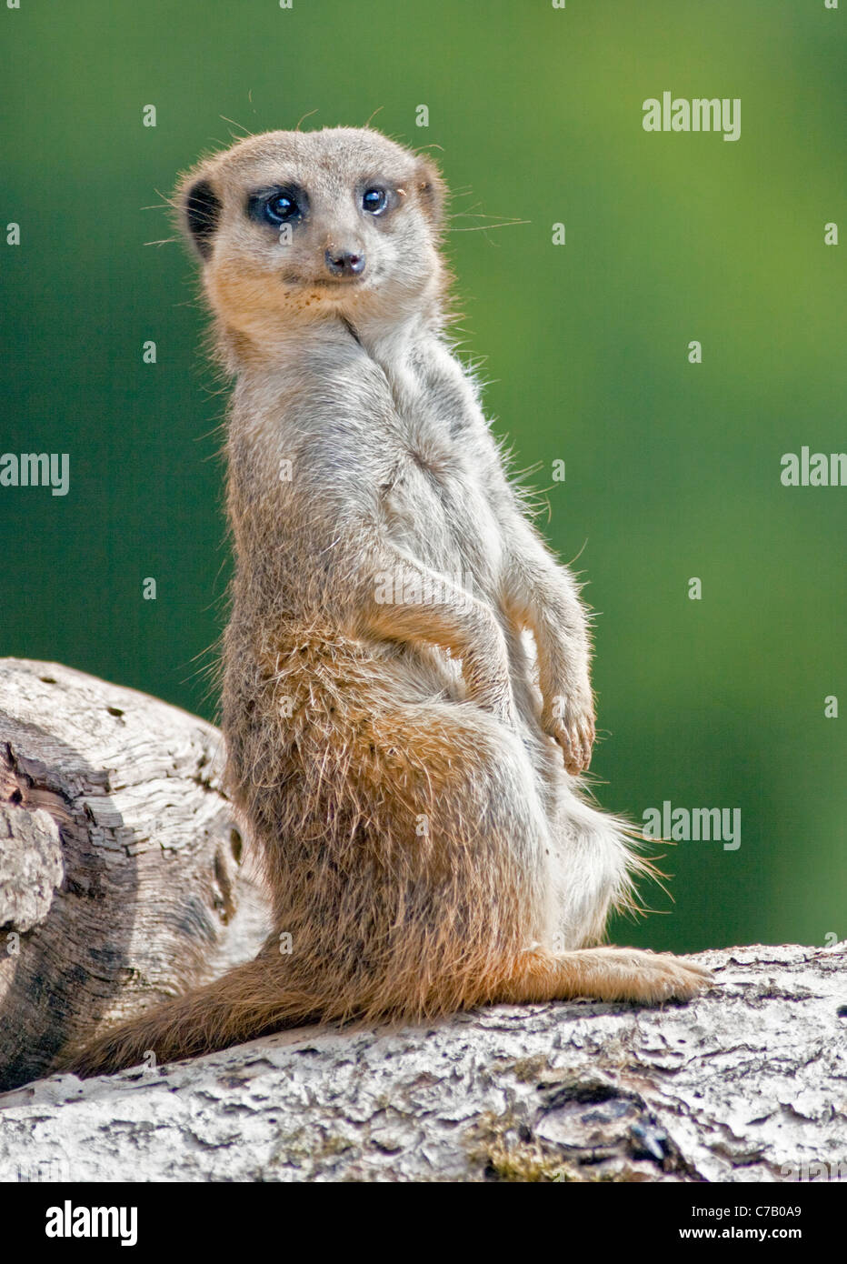 Slender Tailed Meerkat (suricata suricatta Stock Photo - Alamy