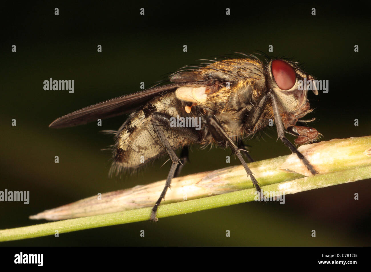 Fly vision hi-res stock photography and images - Alamy