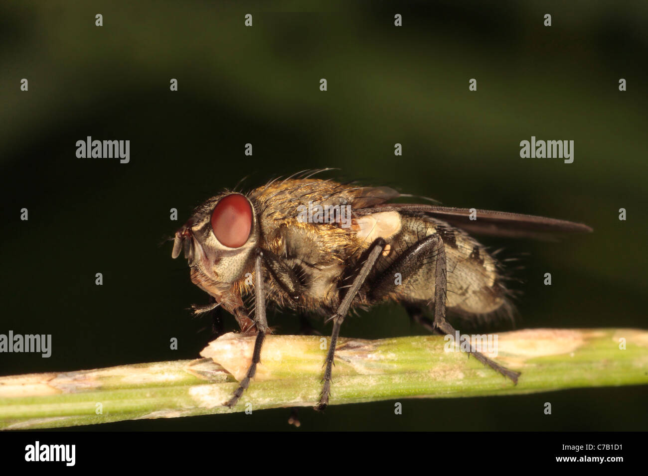 Fly Stock Photo: 38965949 - Alamy
