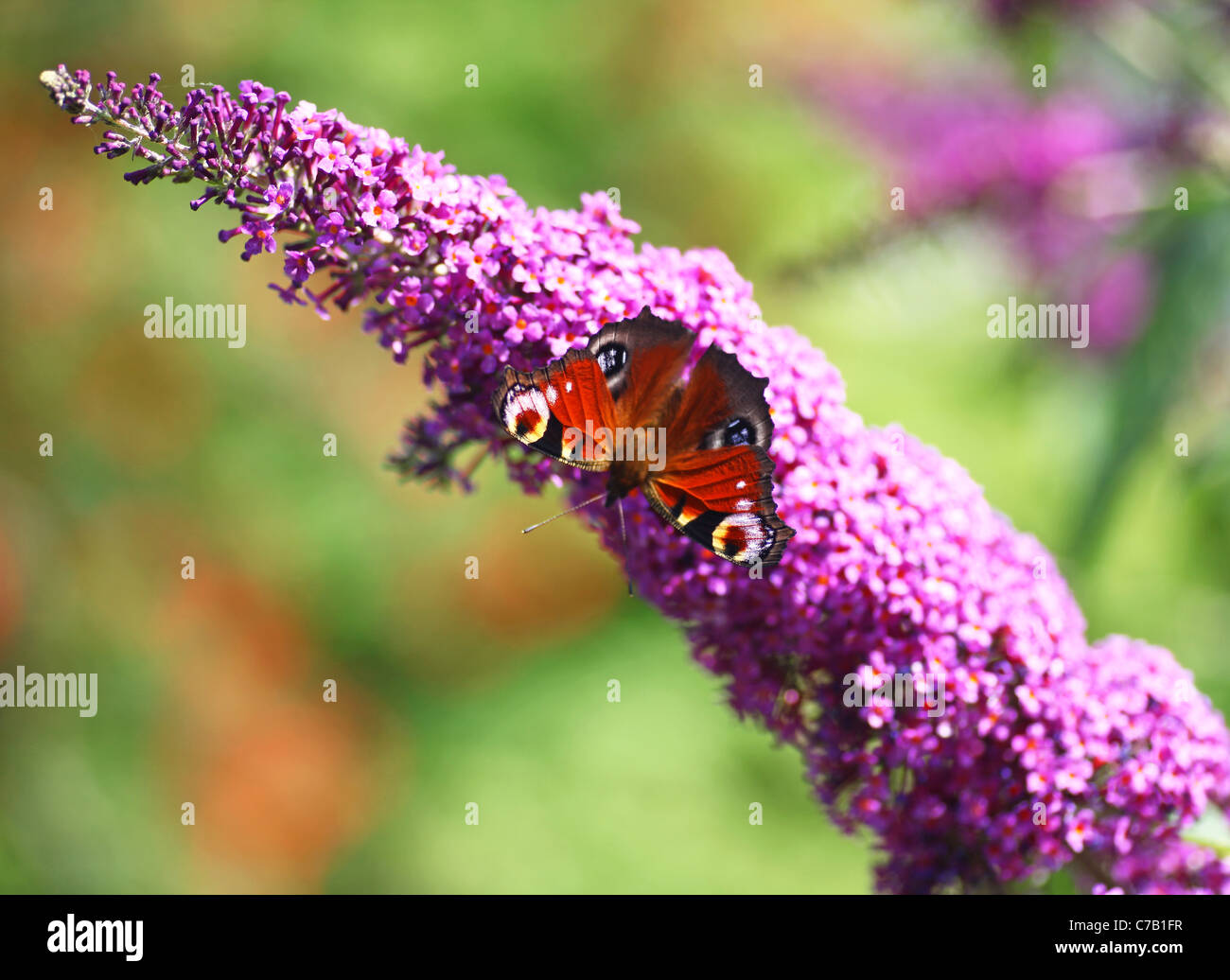 Inachis buddleia hi-res stock photography and images - Alamy