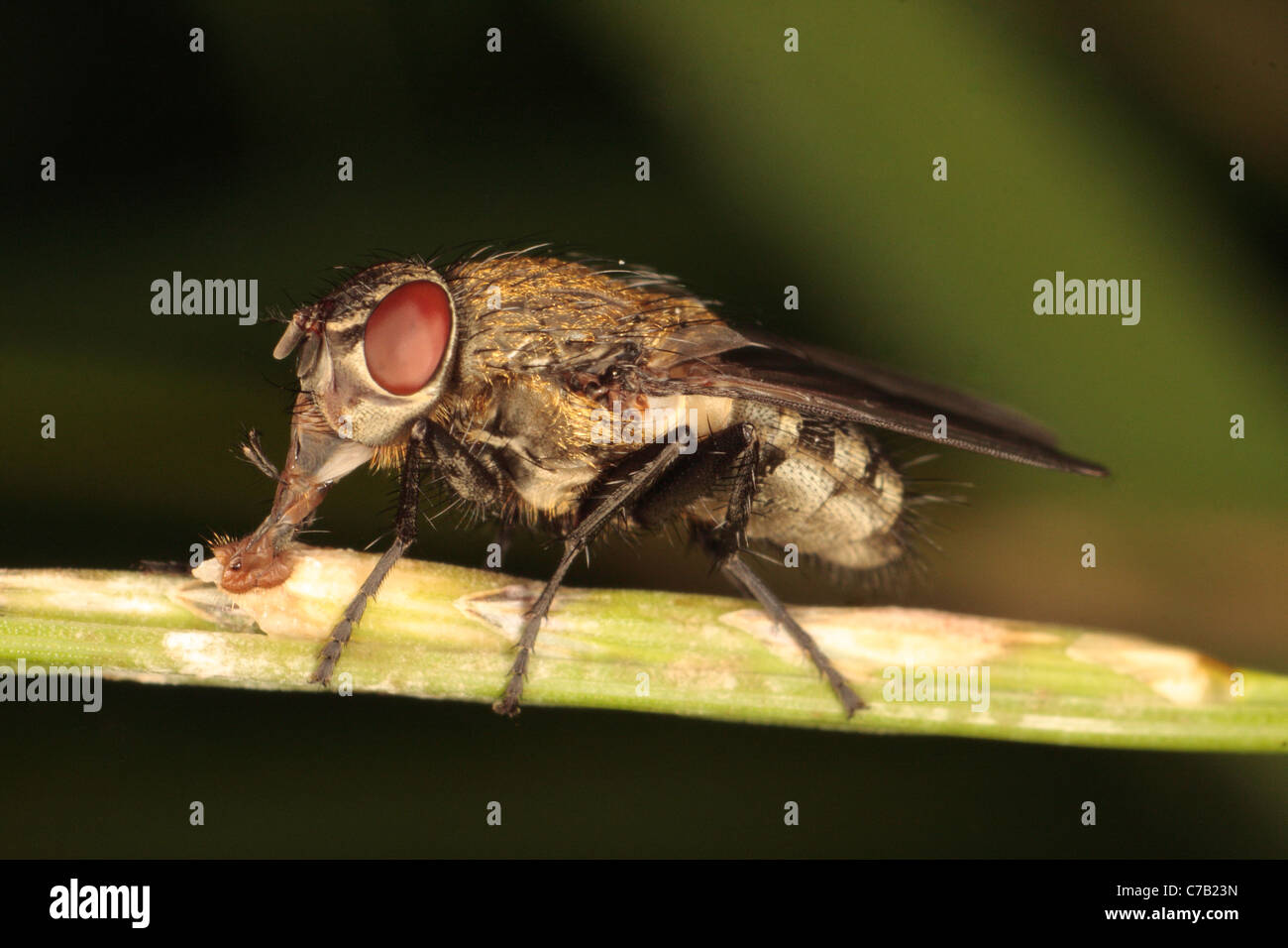 Fly species hi-res stock photography and images - Alamy