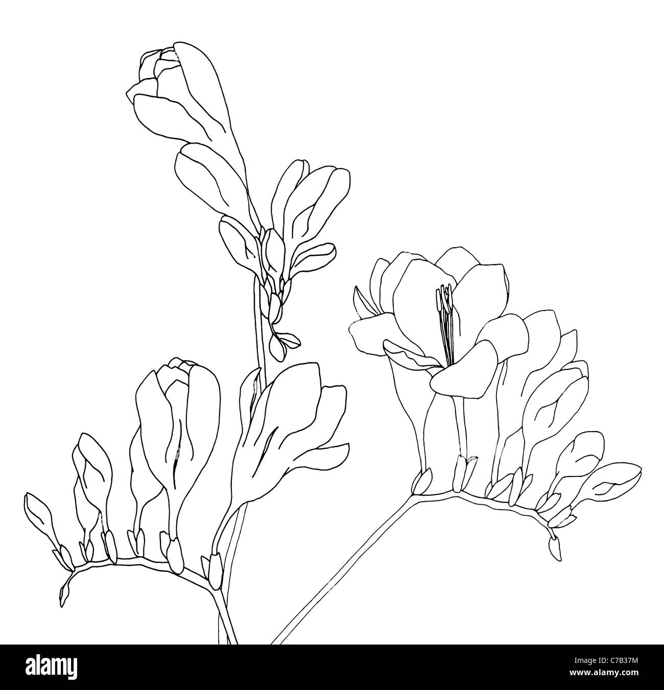 Freesia flower Black and White Stock Photos & Images - Alamy