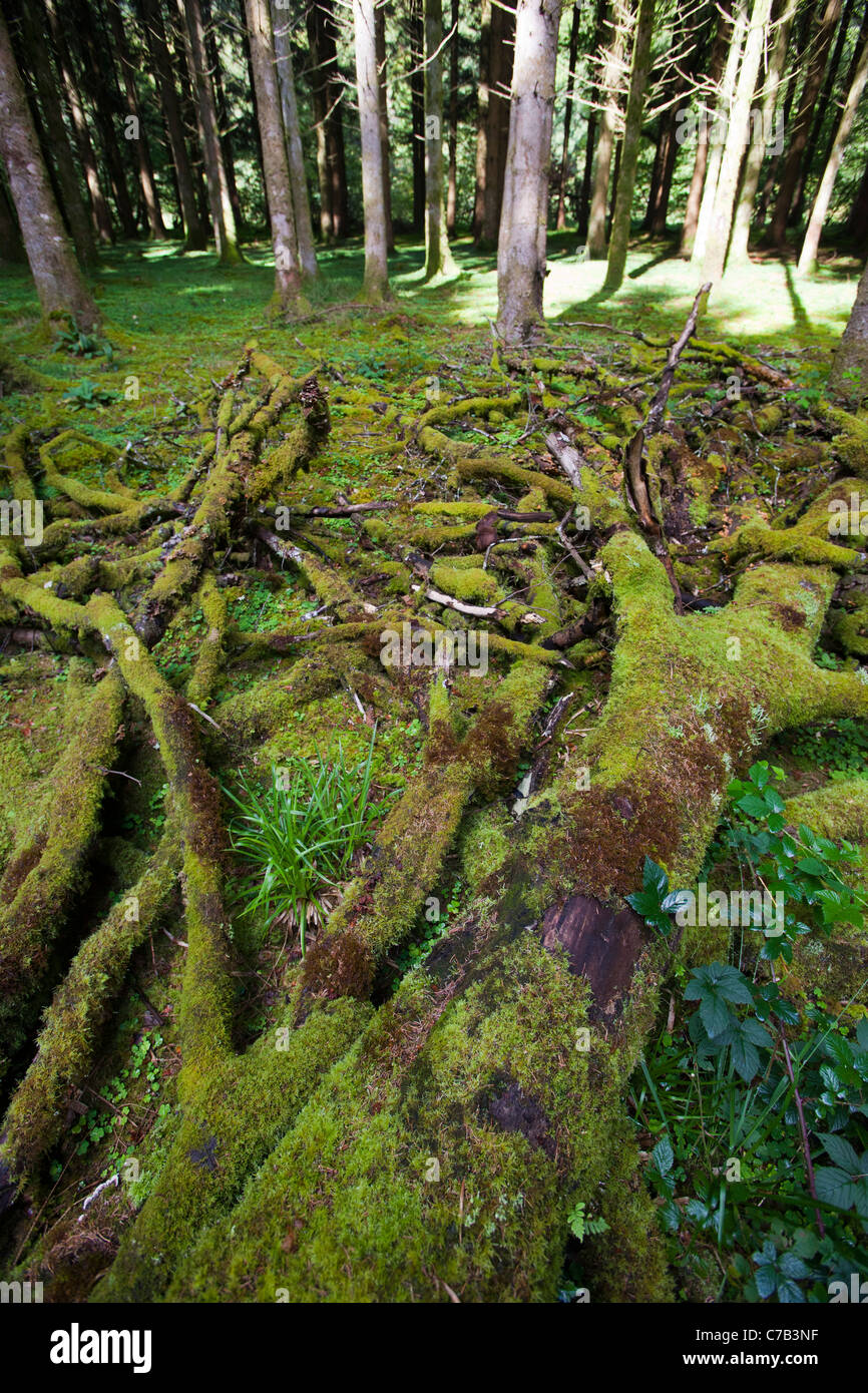 An old moss covered tree decaying on the forest floor in ancient ...