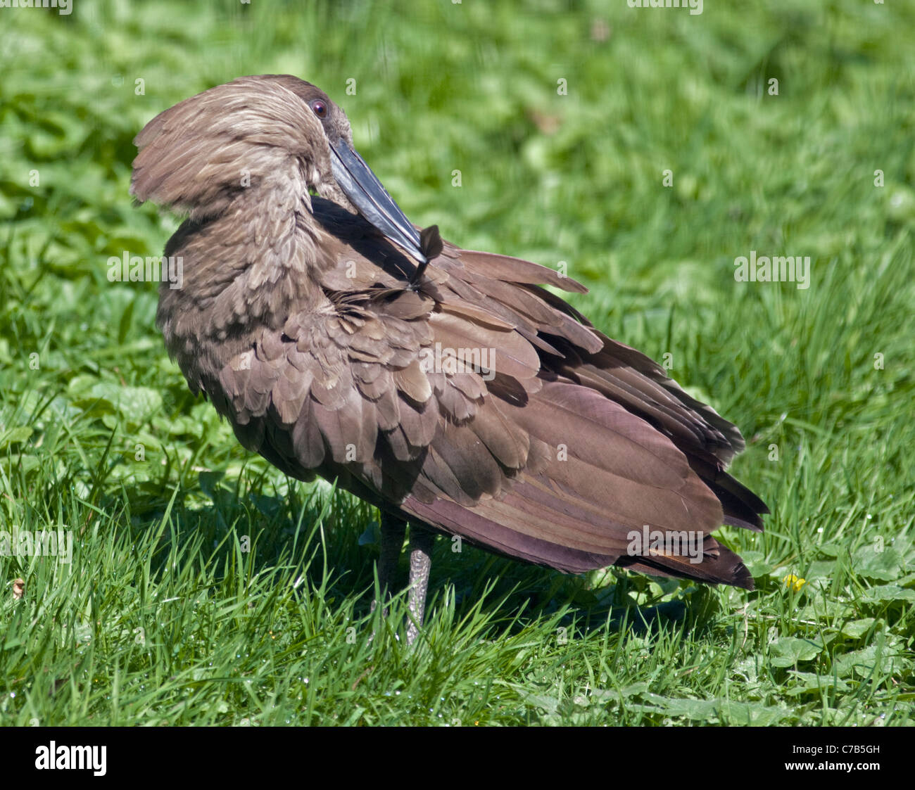Hammerkop (scopus umbretta Stock Photo - Alamy
