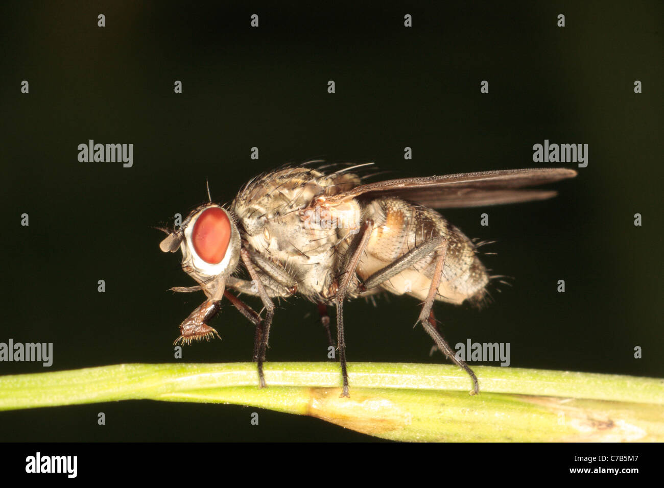 Fly vision hi-res stock photography and images - Alamy