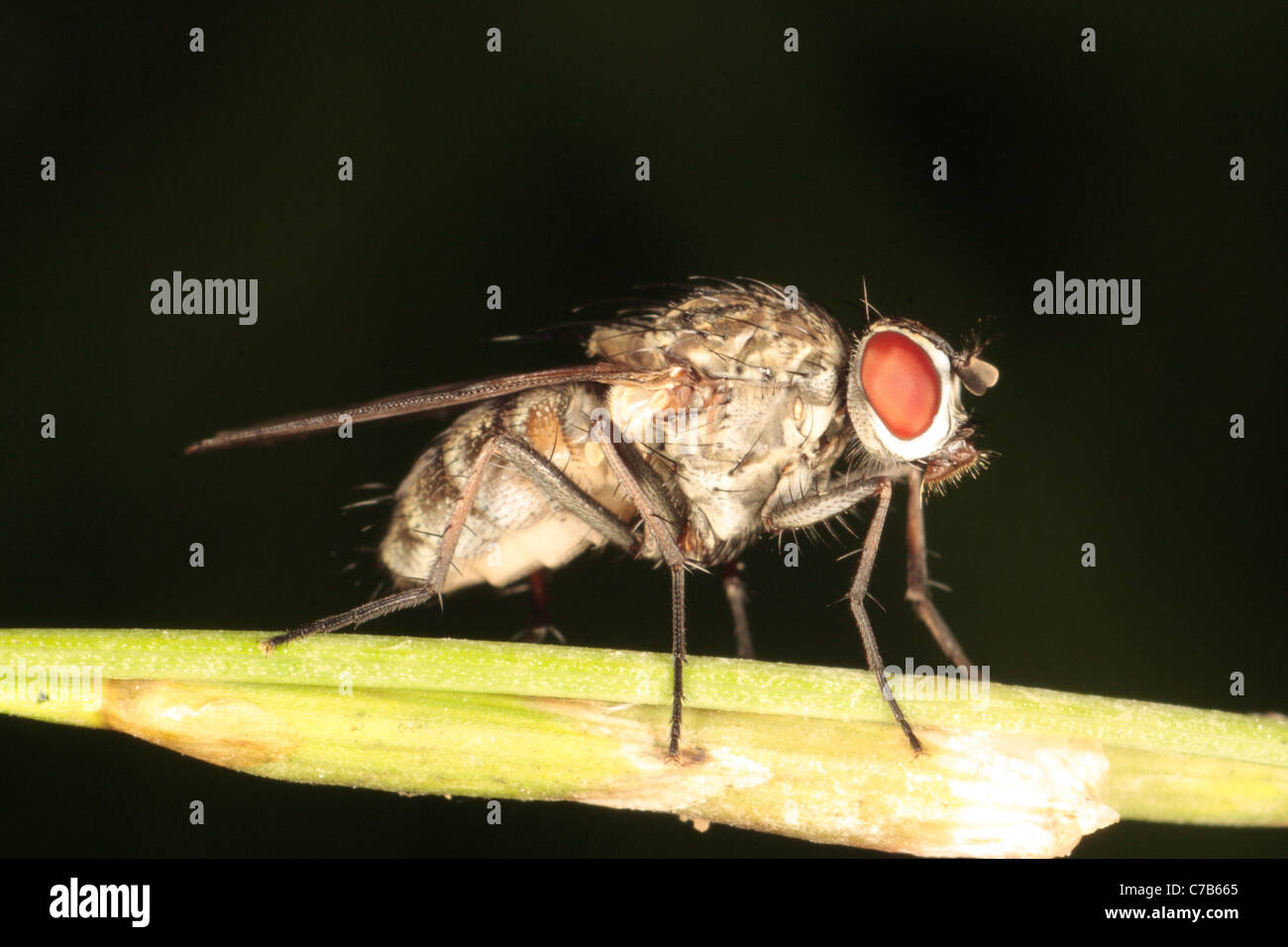Fly species hi-res stock photography and images - Alamy
