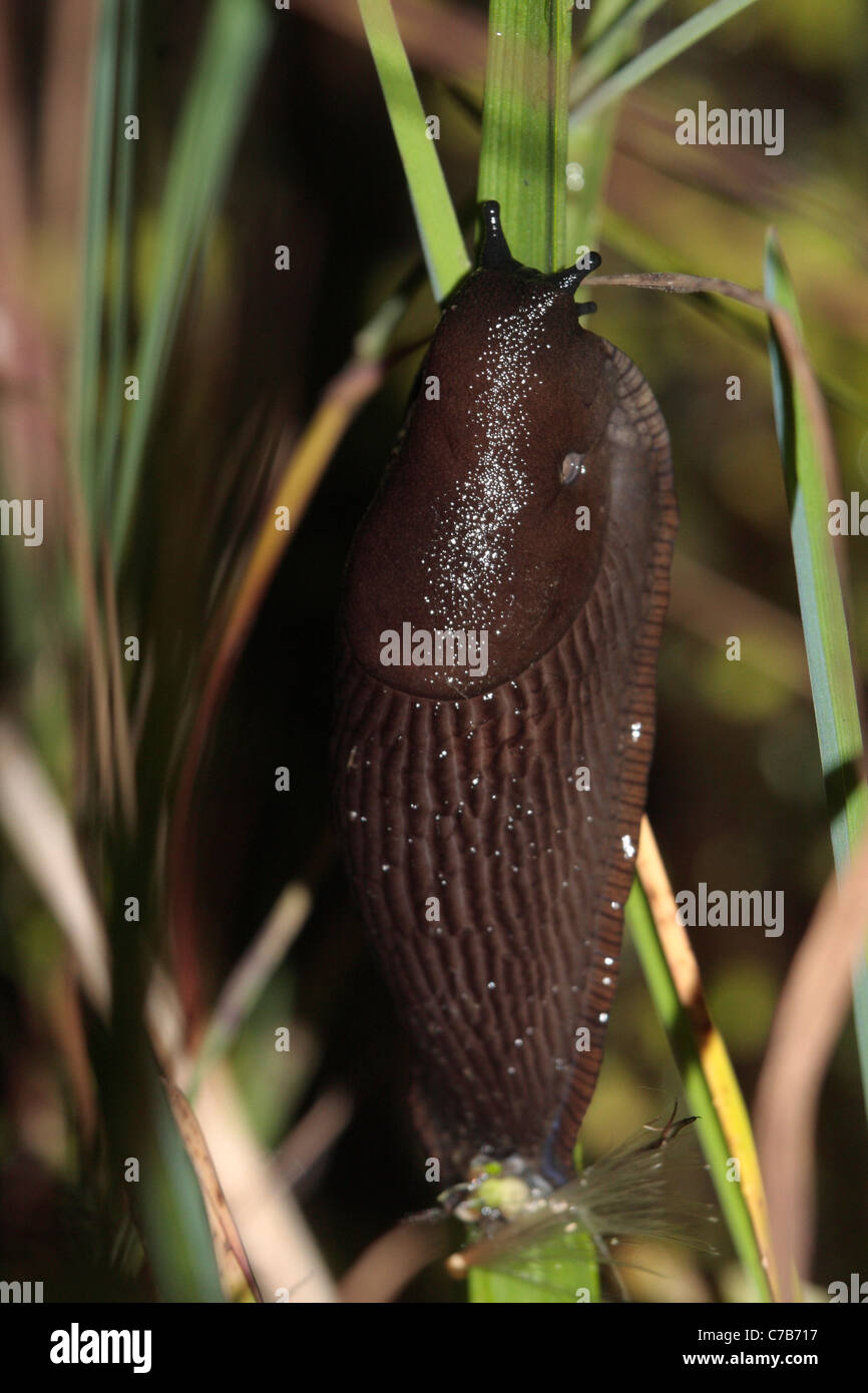 Mucus slug slime hi-res stock photography and images - Alamy