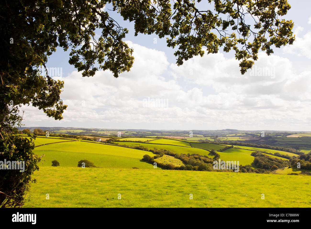 Devon green hi-res stock photography and images - Alamy