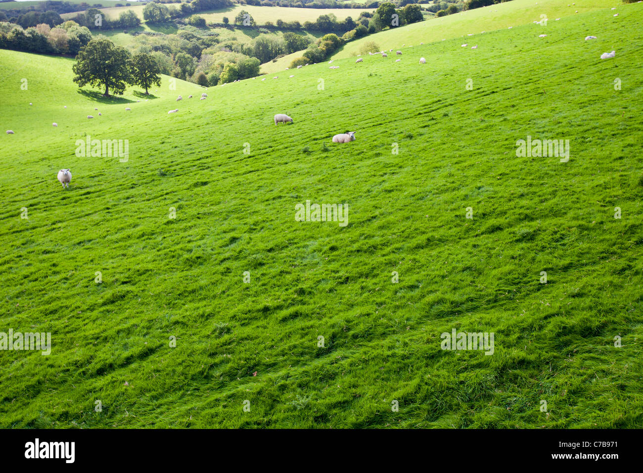 The Devon countryside near Dulverton, UK Stock Photo - Alamy
