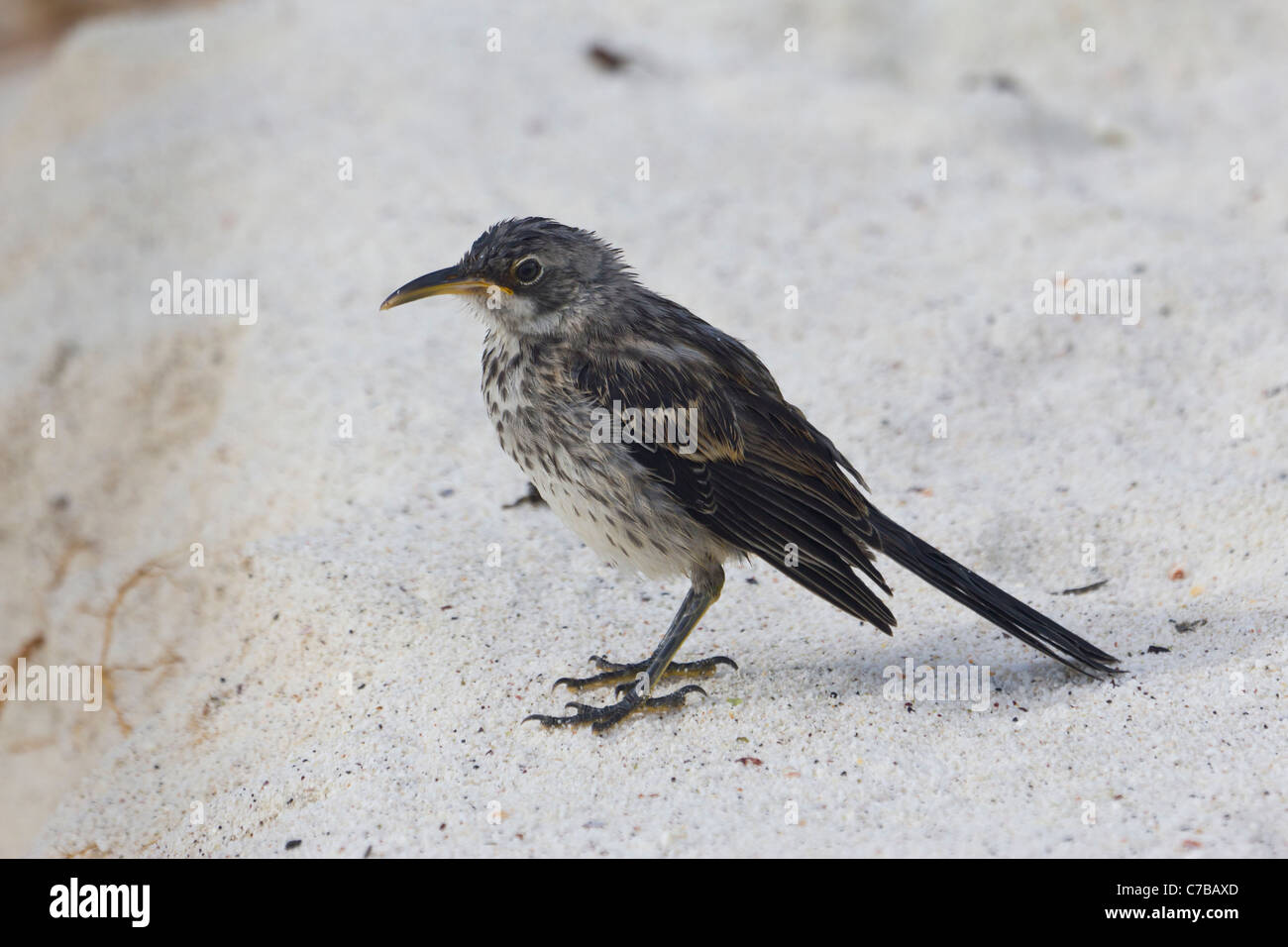 Galápagos Mockingbird (Mimus parvulus), Bahia Gardner, Espanola Island ...