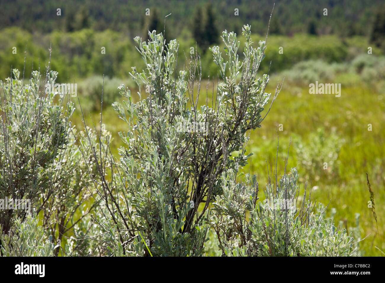 Artemisia tridentata hi-res stock photography and images - Alamy