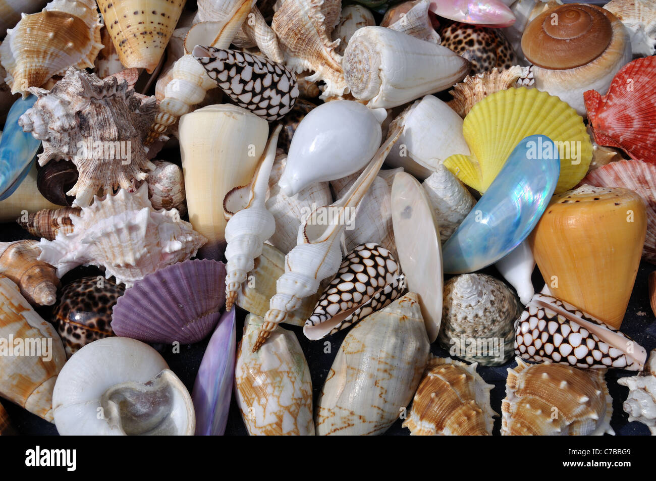 Colourful shells hi-res stock photography and images - Alamy